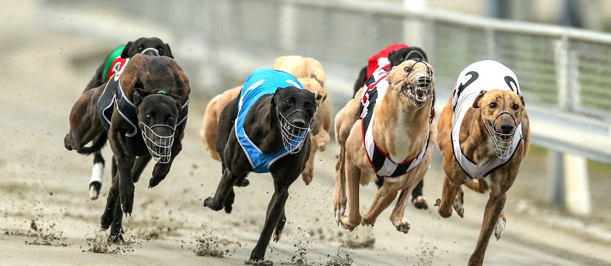 Disturbing Animal Cruelty in Greyhound Racing Industry